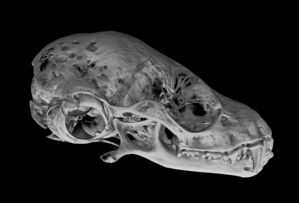 The Scan of October – Trick or Treat at Nikon Metrology! - Nikon ...